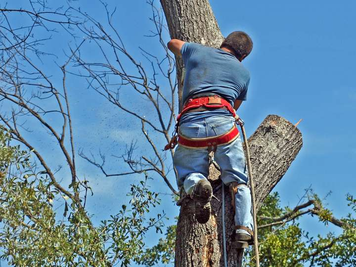 Tree Trimming Service: Kilgore, Tyler, Chandler & Whitehouse, TX ...