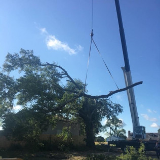 Gallery | Garcia Tree Service, INC